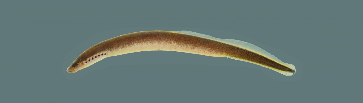 Fish Friday with... the Northern Brook Lamprey - Illinois Press Blog